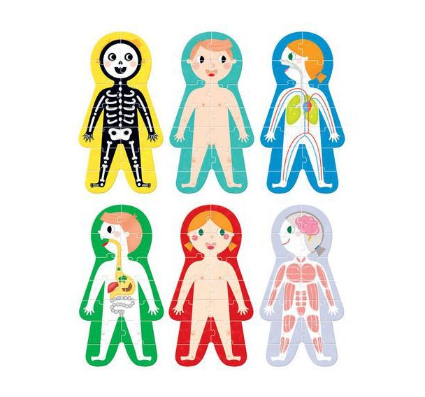 Maxi puzzles corps humain | Manutan Collectivités